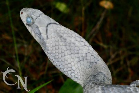 Patternless Lavender False Water Cobra Other Colubrids Morphmarket