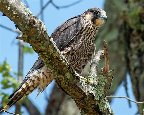 Juvenile Peregrine Falcon