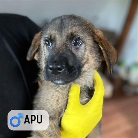 Psi K Adopci Z útulků Azylů A Neziskových Organizací