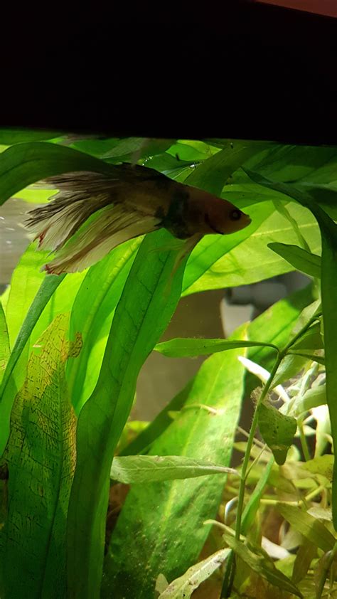 Sick Betta Album On Imgur