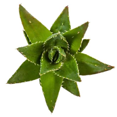 Aloe Perfoliata Mitre Aloe Garden Center Marketing