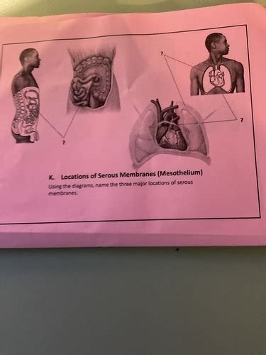 Histology Lecture Exam Review 2 Serous Membranes And Mucous Membrane
