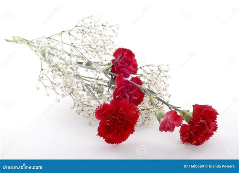 Cut Red Carnations Stock Image Image Of Breath Valentine 1680689