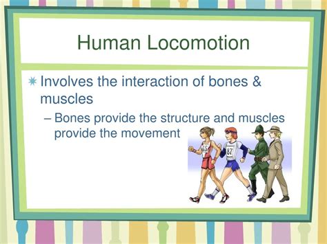 Ppt Exploring The Human Skeletal System Adaptations And Function