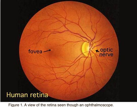Simple Anatomy Of The Retina By Helga Kolb Webvision