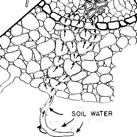 How Roots Absorb Water And Nutrients Bonsai Science