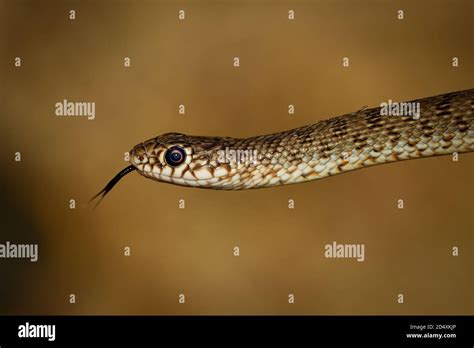 Caspian Whip Snake Dolichophis Caspius Also Coluber Caspius Known As