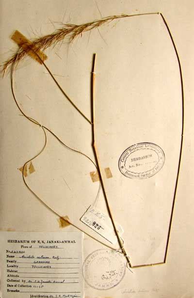 Aristida Setacea