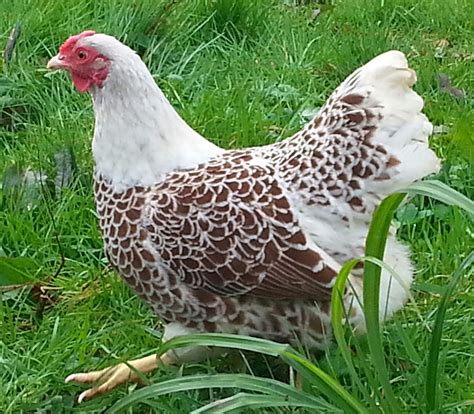 Chicken Blue Laced Wyandottes All For One