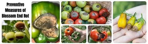 Blossom End Rot How To Treat Your Crops