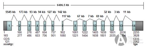 Cdh13 Cadherin 13 H Cadherin Heart