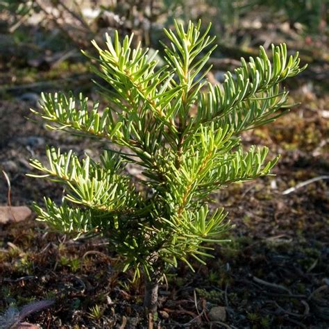 Award Winning Fraser And Balsam Fir Seedlings For Your Farm