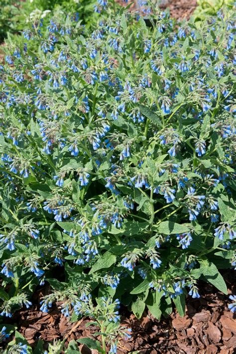 Symphytum Azureum Blue Comfrey Herbaceous Perennialrhs