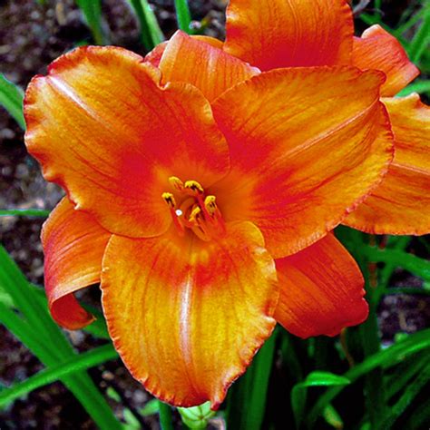 Dayliliy Mauna Loa Hemerocallis Hardy Perennial Vivaces Nordiques