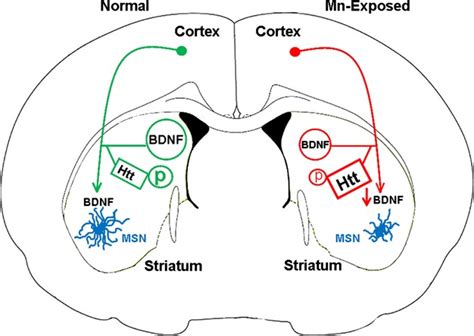 Bdnf And Huntingtin Protein Modifications By Manganese Implications