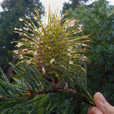 Abies Bracteata Alchetron The Free Social Encyclopedia
