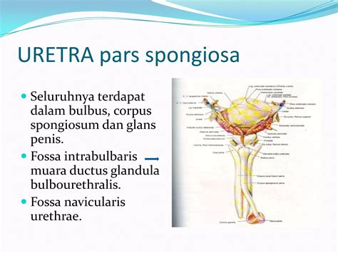 Anatomi Traktus Urinarius Pptx