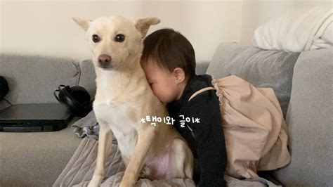 낯선 사람이 오자 겁먹은 강아지 곁을 지켜 주는 아기 봉택이 근황 진돗개가족 Vlog Youtube