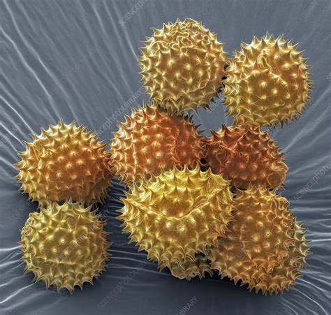 Common Field Speedwell Pollen Sem Stock Image F043 7806 Science Photo Library