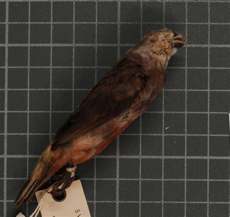 国际鸟类野外手册鸟类百科网