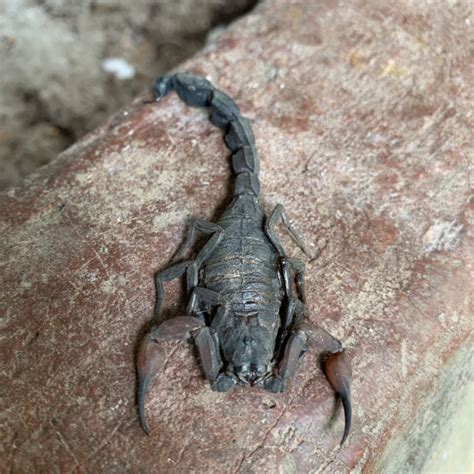 Insects Id Thick Tailed Scorpions Tityus