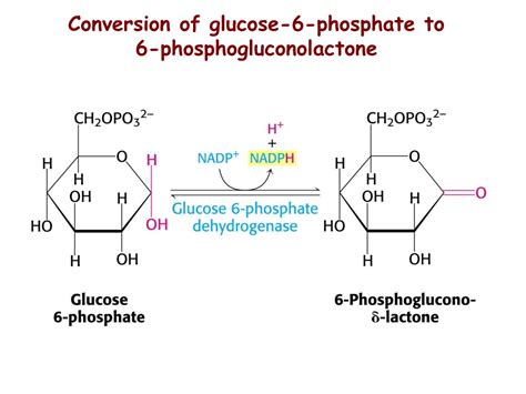 Ppt The Pentose Phosphate Pathway Powerpoint Presentation Free
