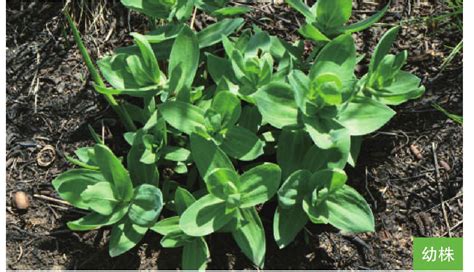 细梗丝石竹 铁岭植物