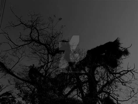 Spooky Tree By Agga Photography On Deviantart