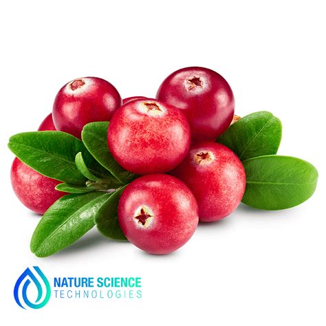 Cranberry Extract Antioxidant Ingredient For Radiant Skincare
