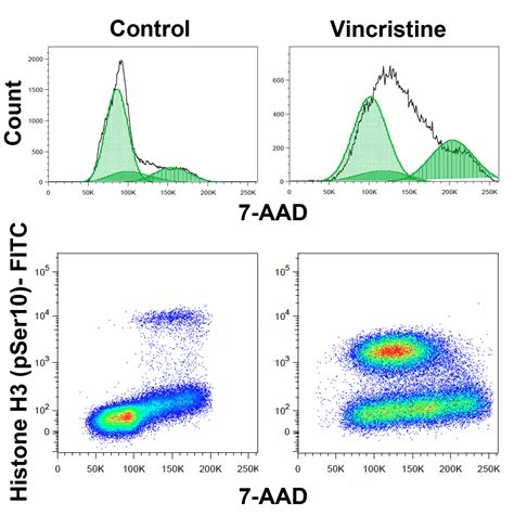 Temporal Tracking Of Cell Cycle Progression Using Flow Cytometry