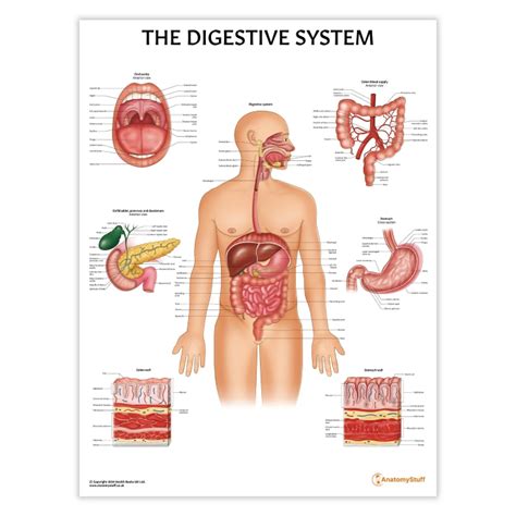 Digestive System Anatomy Chart Poster Laminated Medisave Uk