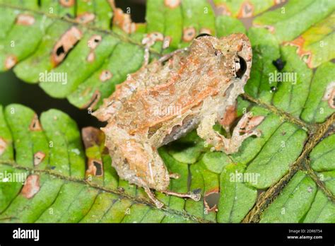 Mutable Frog Hi Res Stock Photography And Images Alamy