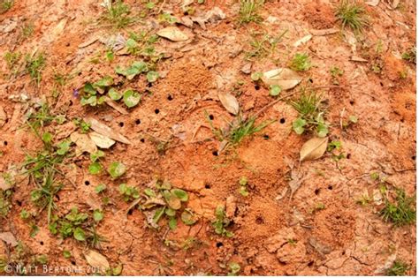 Ground Nesting Bees Nc Cooperative Extension