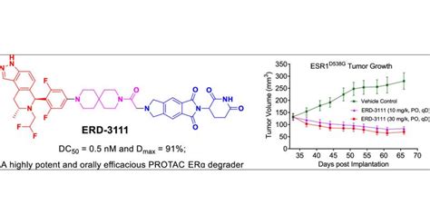 Discovery Of Erd 3111 As A Potent And Orally Efficacious Estrogen