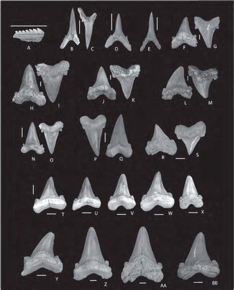 Priabonian Late Eocene Shark Teeth Of The Orders Hexanchiformes And