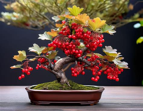 Red Currant Bonsai Tree Seedling For Planting 1 Year Old Well Rooted
