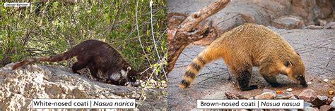 Name Our New Coatimundi Arizona Sonora Desert Museum