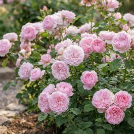 Rose Scepterd Isle For Sale Online In Eu Directly From The Netherlands