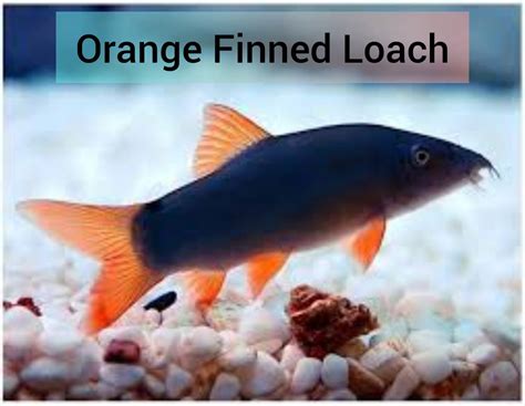 Orange Finned Loach Svr Aquatics Transhipping Services