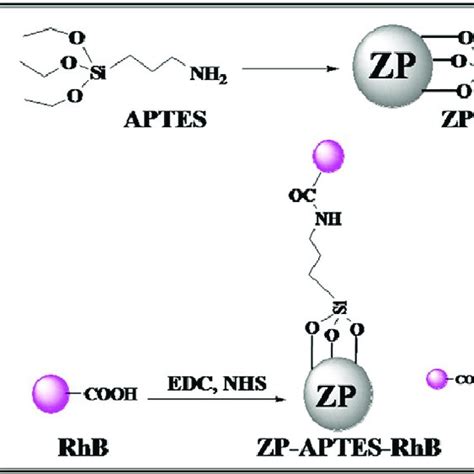 Schematic Representation For The Synthesis Of Amine Functionalized Zp Download Scientific