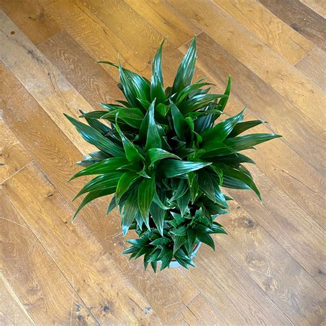 Dracaena ‘compacta Grow Urban