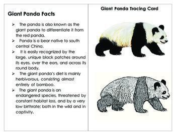 Red Panda Body Parts