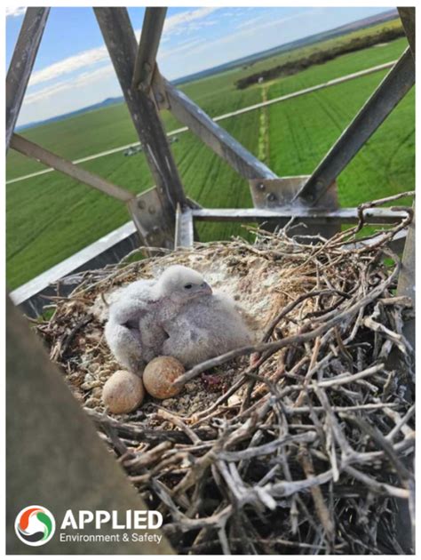 Impact Mitigation Bird Nest Monitoring And Management Applied