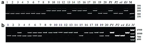 Identification Of Soybean Plants A E3 Alleles Using Marker Saa229