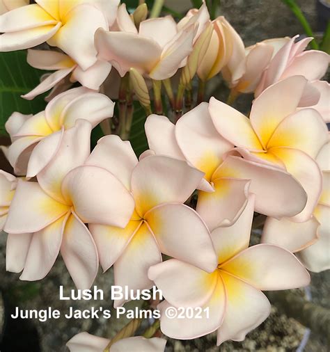 Shop Plumeria A Z Jungle Jacks 2 4