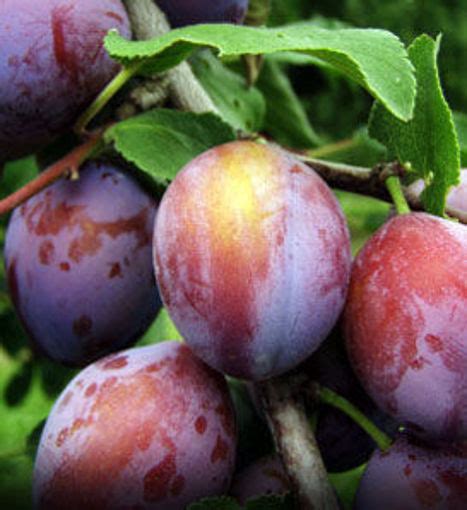 Learn About Damson Plum Arbor Day Foundation