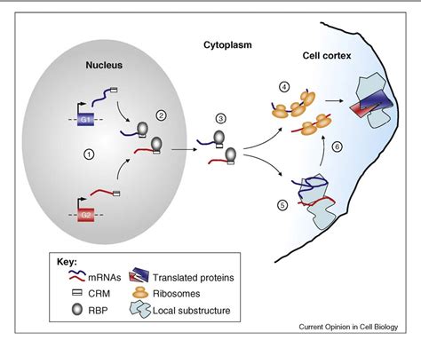 Figure 2 From Global Implications Of Mrna Localization Pathways In