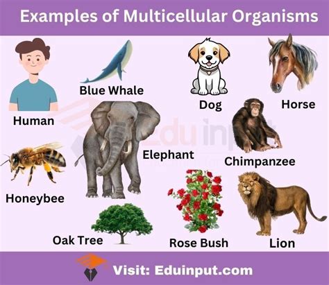 Examples Of Multicellular Organisms Species Of Sharks Organs