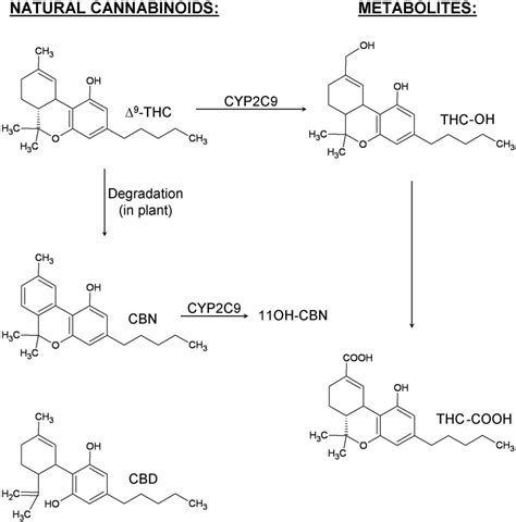 Structures Of Cannabinoids Under Investigation Download Scientific