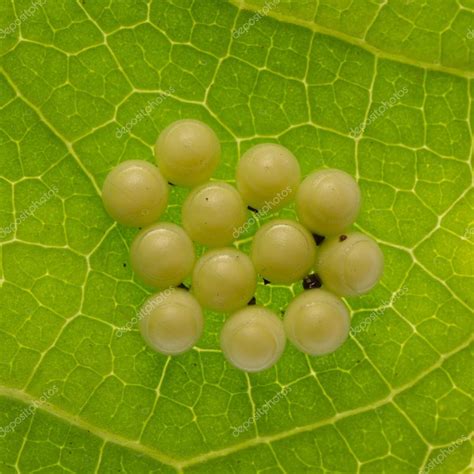 Huevos De Mariposa — Foto De Stock 17969301 © Panxunbin